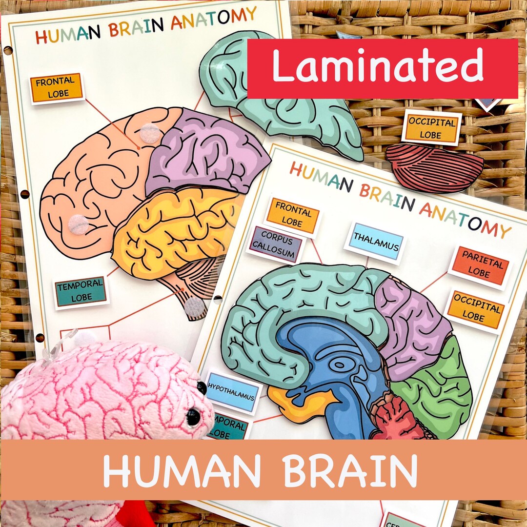 Human Anatomy Laminated Busy Book Montessori Materials - Etsy