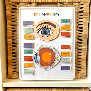 Human Eye Anatomy Printable Learning Binder, Toddler Activities ...