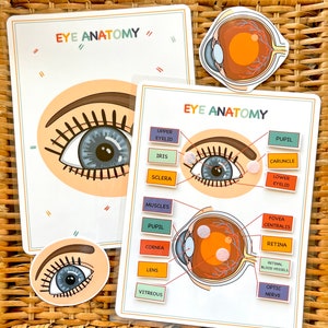 Human Eye Anatomy Printable Learning Binder, Toddler Activities ...