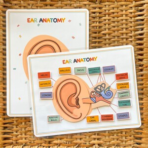 Human Ear Anatomy Printable Learning Binder, Toddler Activities ...
