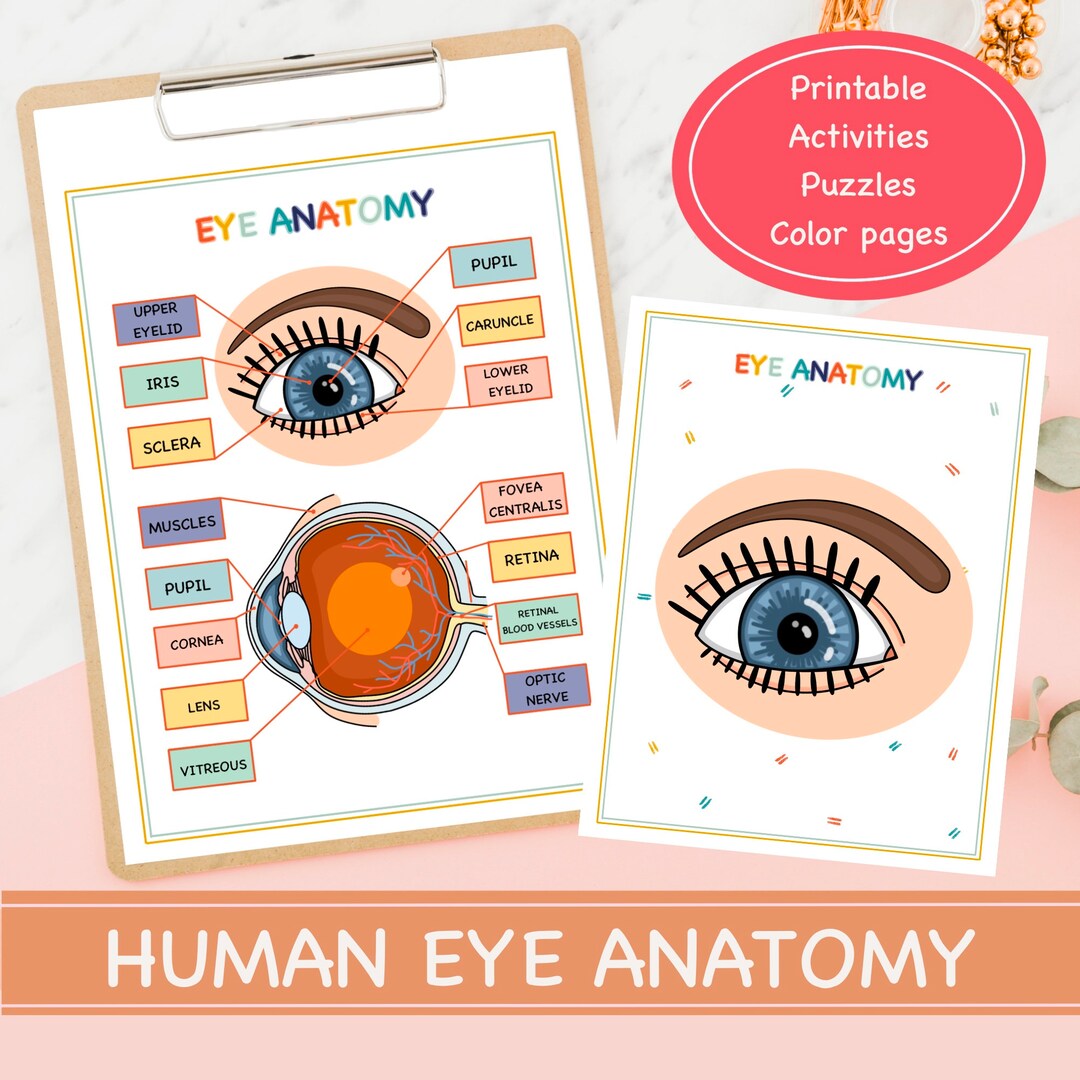 Human Eye Anatomy Printable Learning Binder, Toddler Activities ...