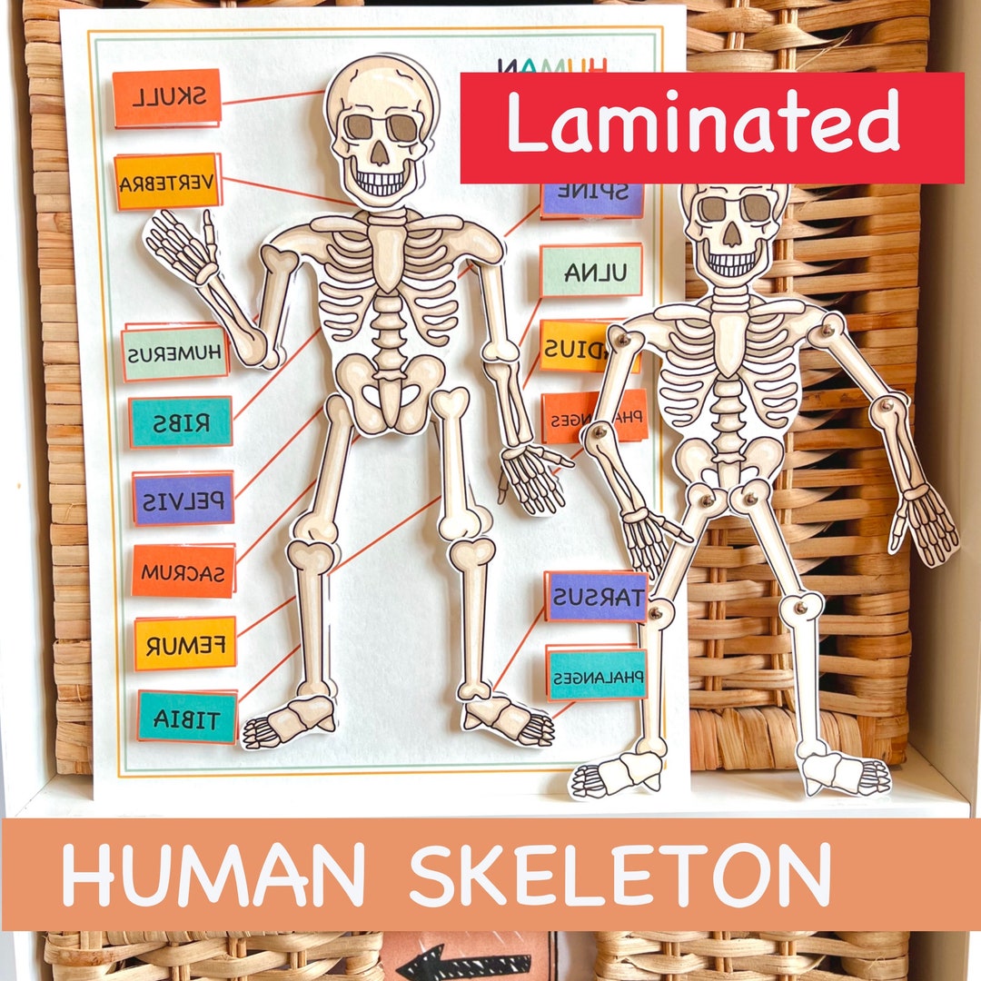 Human Skeleton Laminated Busy Book Montessori Materials - Etsy