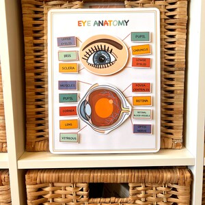 Human Eye Anatomy Printable Learning Binder, Toddler Activities ...