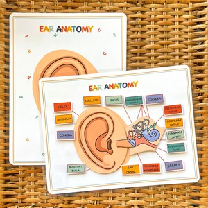 Human Ear Anatomy Printable Learning Binder, Toddler Activities ...