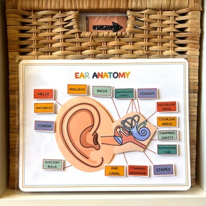 Human Ear Anatomy Printable Learning Binder, Toddler Activities ...