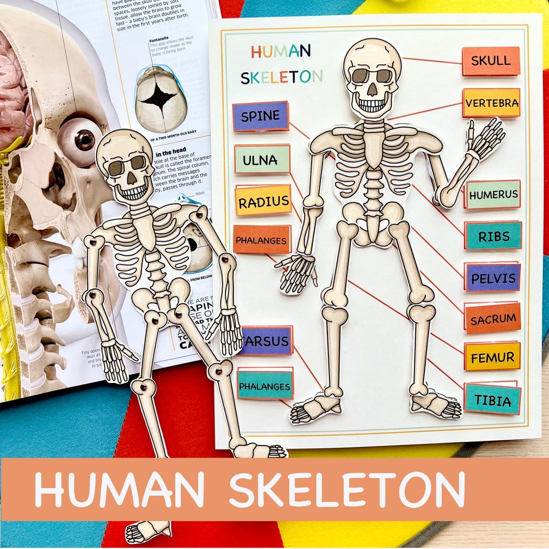 Human Skeleton Busy Book Printable Montessori Materials - Etsy Australia