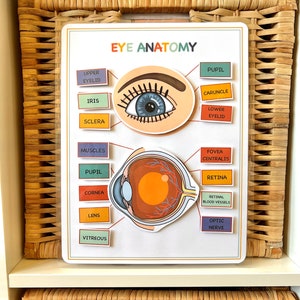 Human Eye Anatomy Printable Learning Binder, Toddler Activities ...