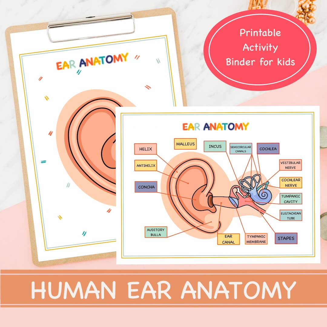 Human Ear Anatomy Printable Learning Binder, Toddler Activities ...