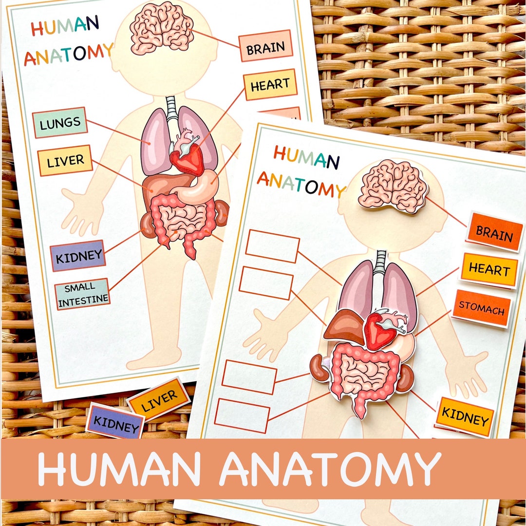 Human Anatomy Busy Book Printable Montessori Materials - Etsy Australia