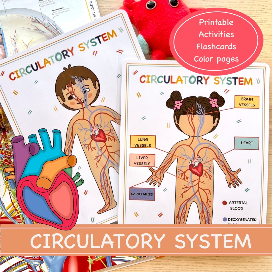 Human Heart Anatomy Printable, Montessori Materials, Printable ...