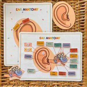 Human Ear Anatomy Printable Learning Binder, Toddler Activities ...