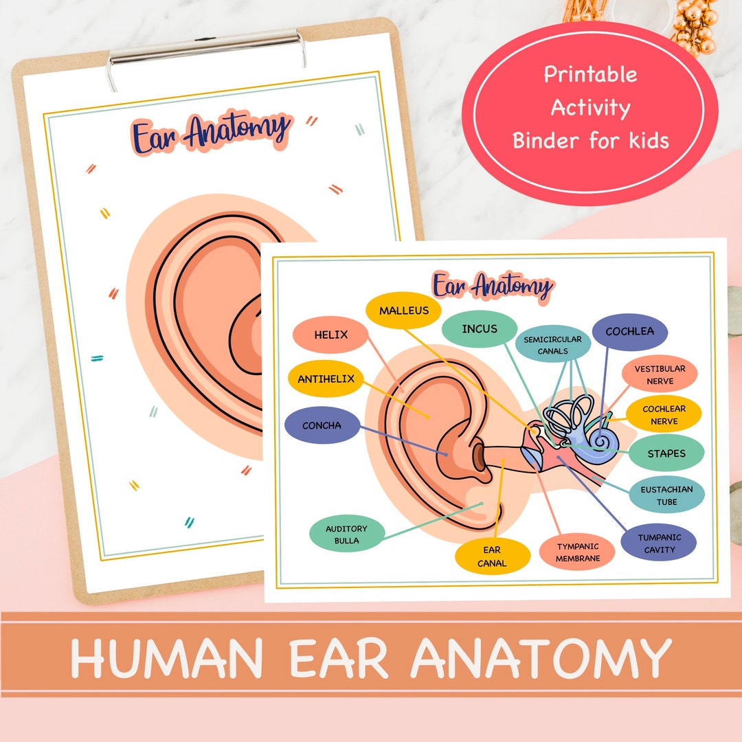 Human Ear Anatomy Printable Learning Binder, Toddler Activities ...