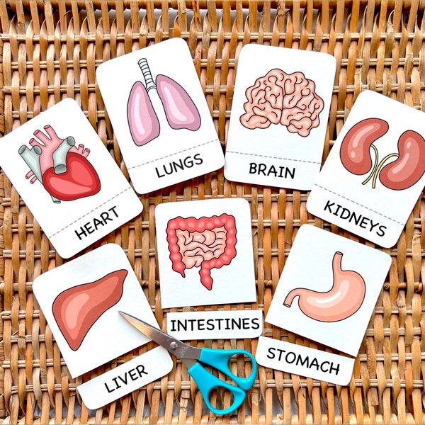 Educational Cards - Etsy