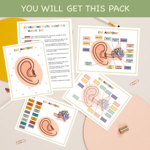 Human Ear Anatomy Printable Learning Binder, Toddler Activities ...