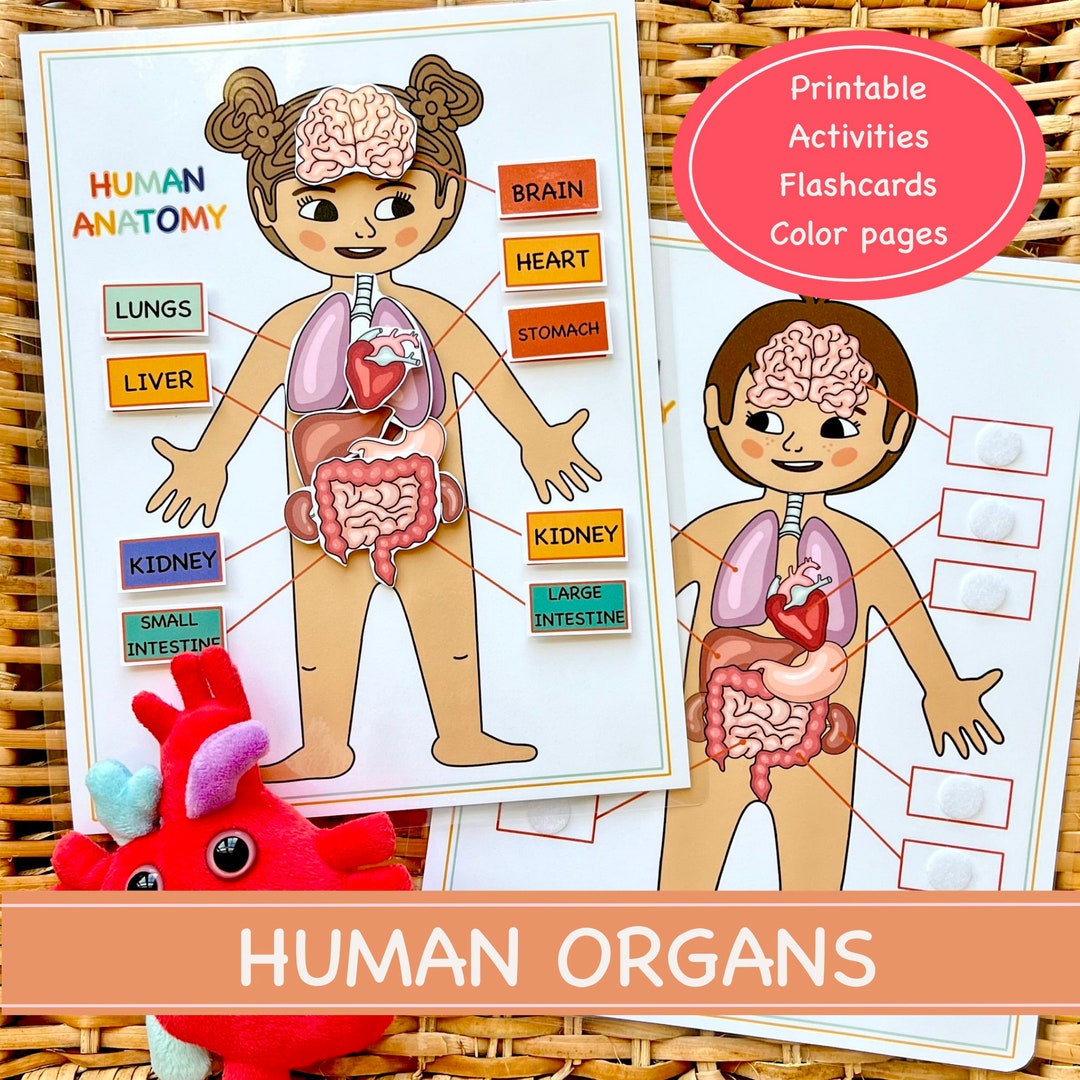 Human Anatomy and Organs, Printable Learning Pack for Toddler ...