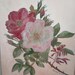 1907 Edwardian Oil Painting of Wild Roses. - Etsy