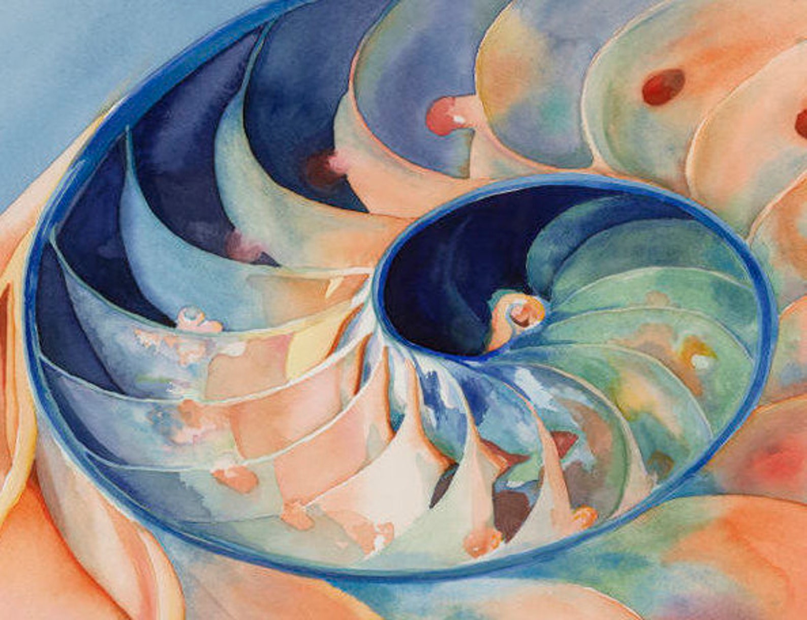 Nautilus Watercolor Art Print, Digital Seashell Giclée Wall Decor Shell ...