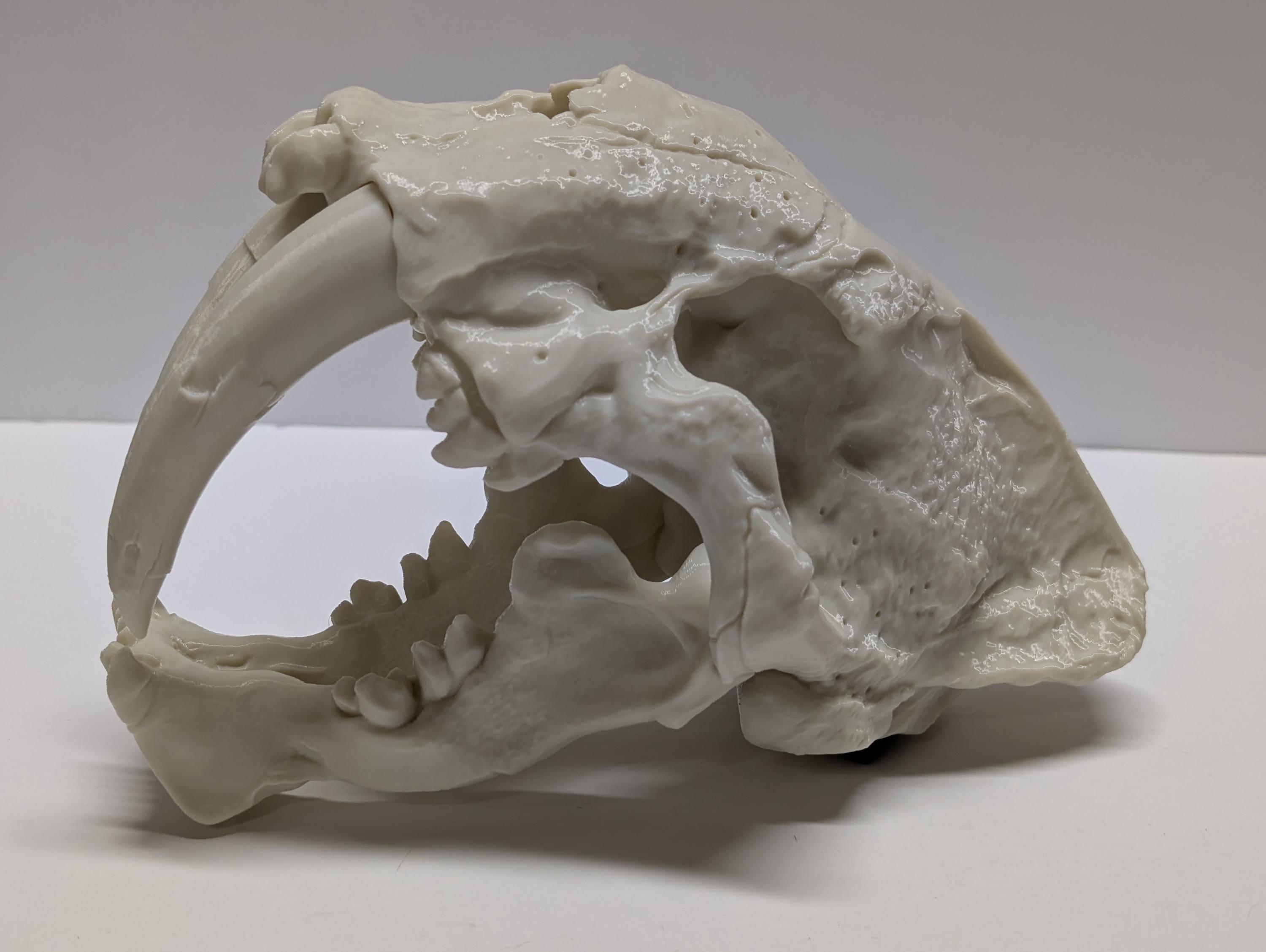 Awesome Sabertooth Tiger 3D Printed Skull Realistic Looking Lighter ...