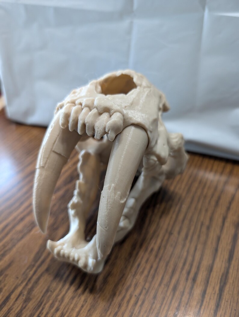 Awesome Sabertooth Tiger 3D Printed Skull Realistic Looking Smilodon ...