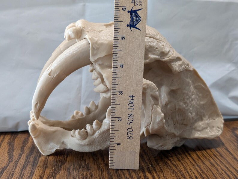 Awesome Sabertooth Tiger 3D Printed Skull Realistic Looking Smilodon ...