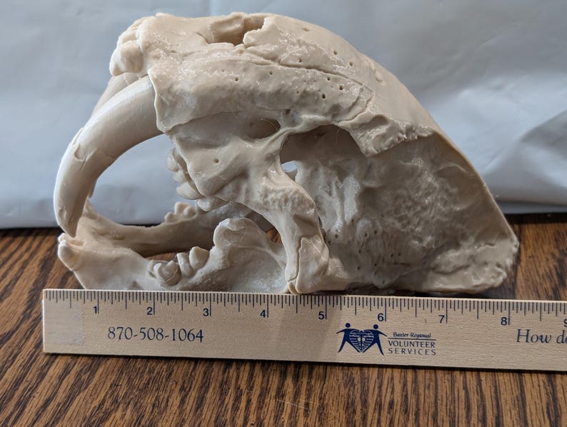 Awesome Sabertooth Tiger 3D Printed Skull Realistic Looking Smilodon ...