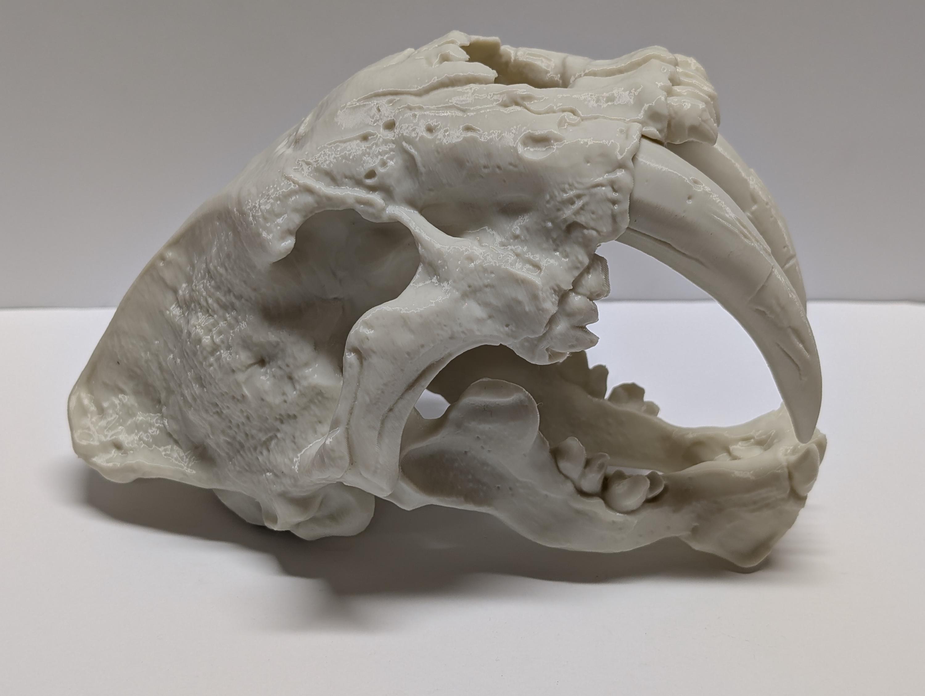 Awesome Sabertooth Tiger 3D Printed Skull Realistic Looking Lighter ...