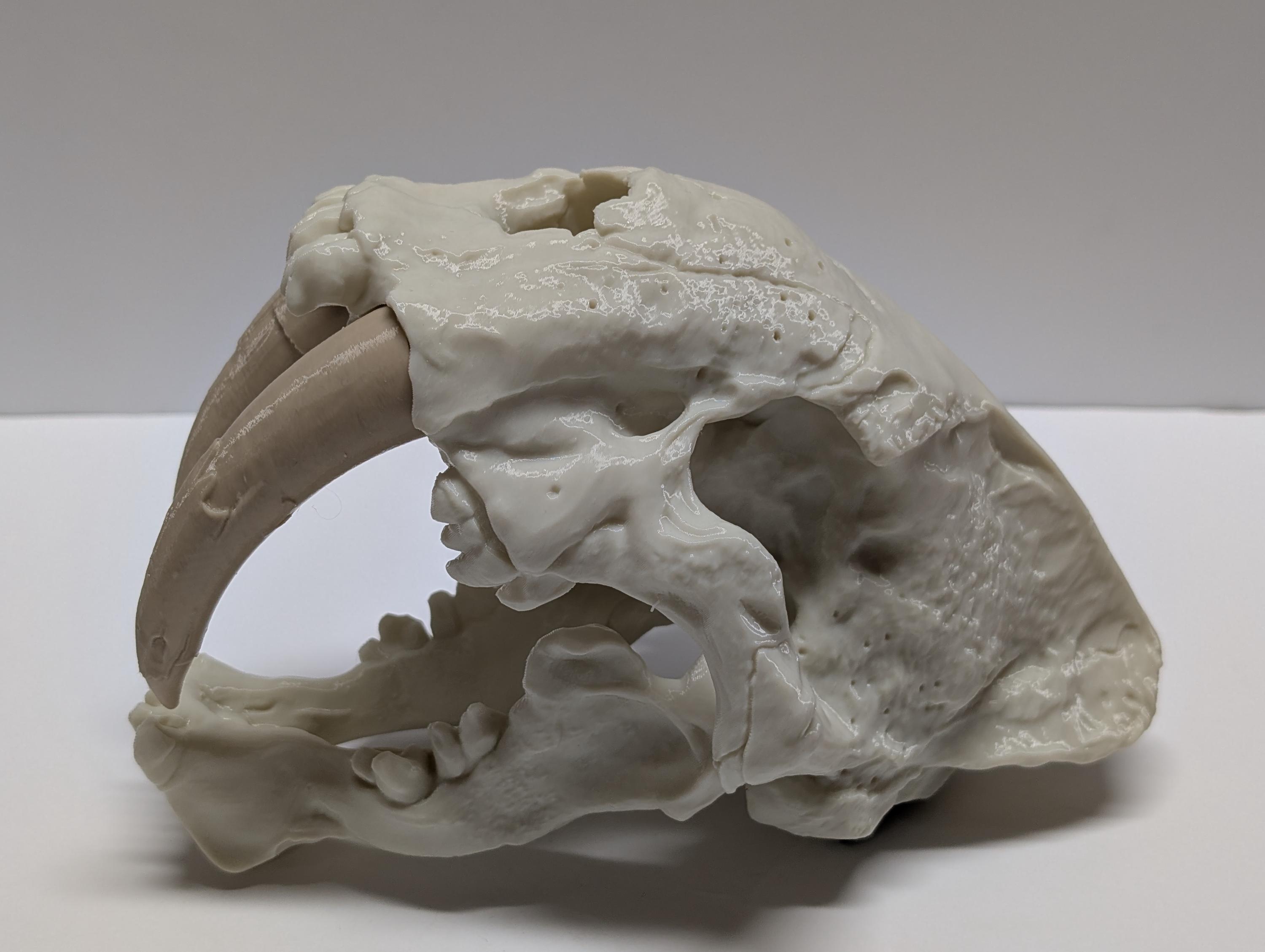 Awesome Sabertooth Tiger 3D Printed Skull Realistic Looking Lighter ...