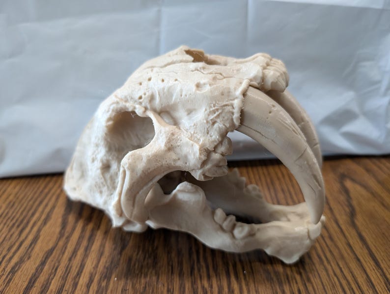 Awesome Sabertooth Tiger 3D Printed Skull Realistic Looking Smilodon ...