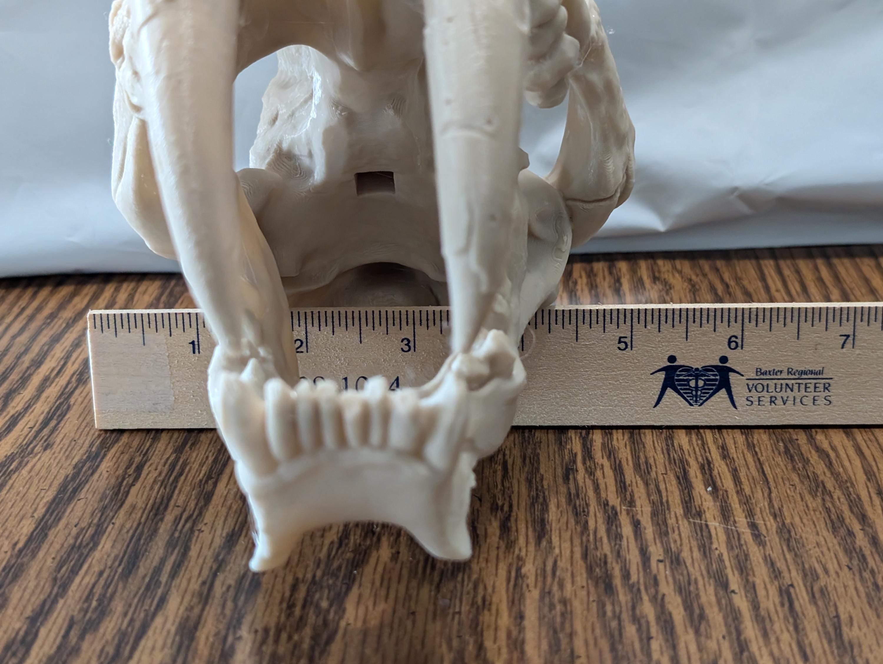 Awesome Sabertooth Tiger 3D Printed Skull Realistic Looking Smilodon ...