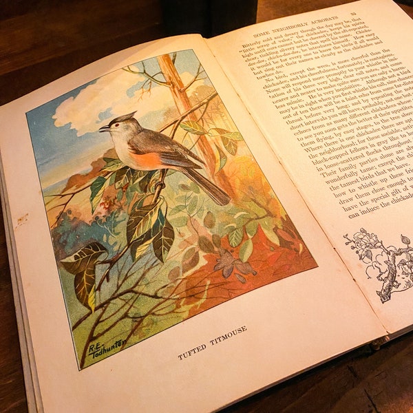 Illustrated Library - Etsy