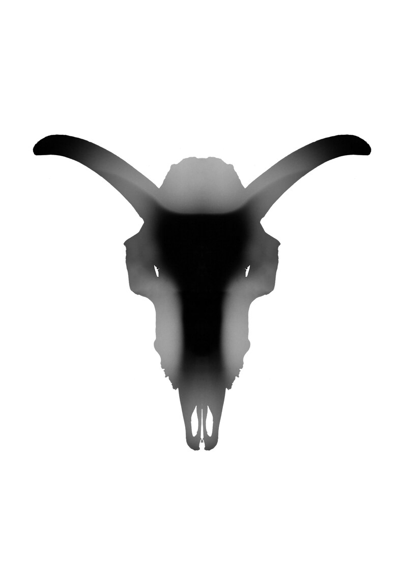Ovis 1 -limited Edition A3 Black and White Sheep Skull Archive Digital ...