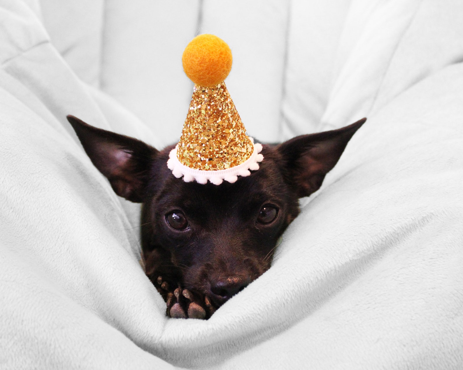 Pet Party Hat Mini Cat Birthday Party Hat Mini Cat Party - Etsy