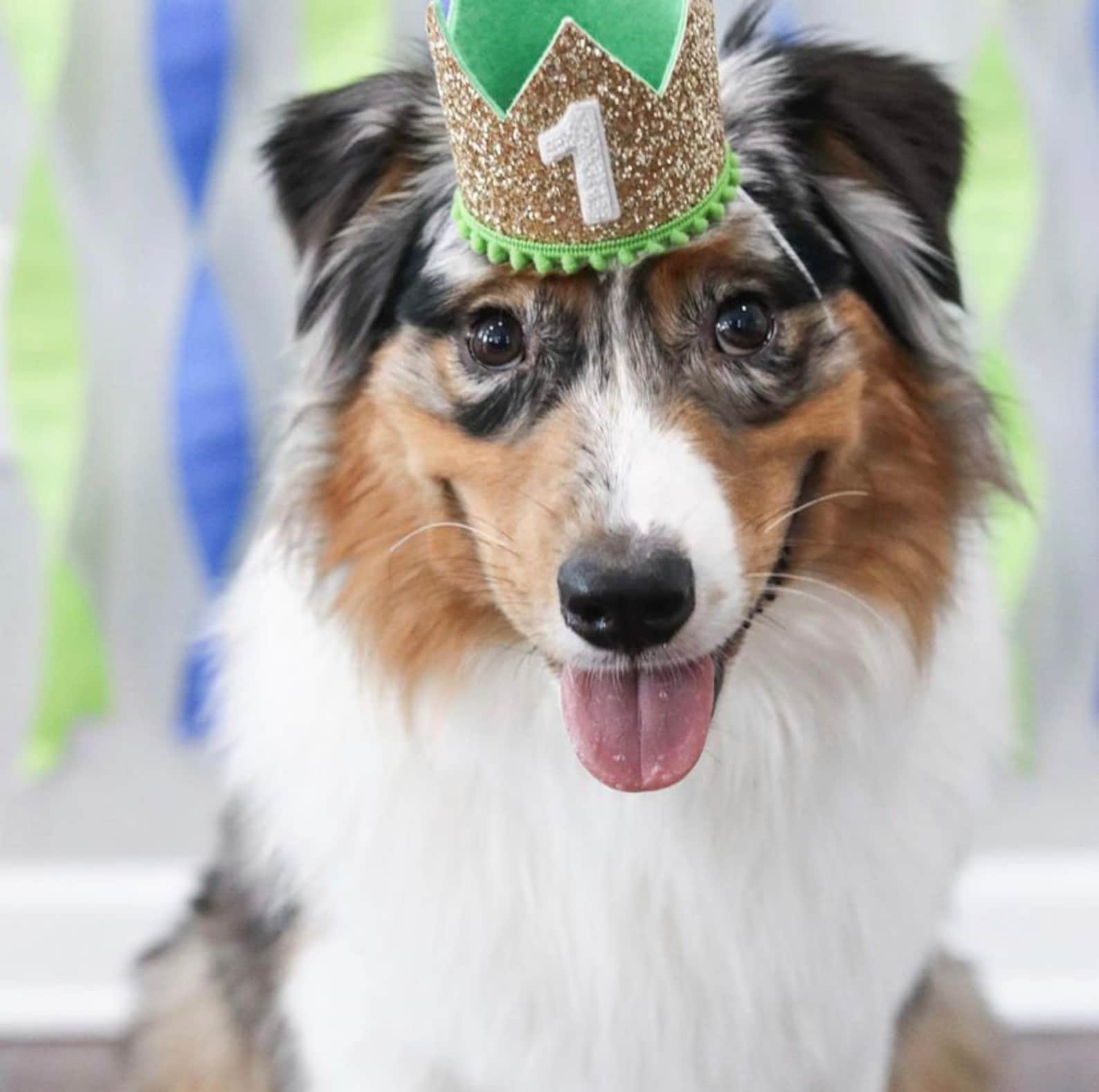 Dog Birthday Crown Pet Birthday Crown Dog Crown Pet | Etsy