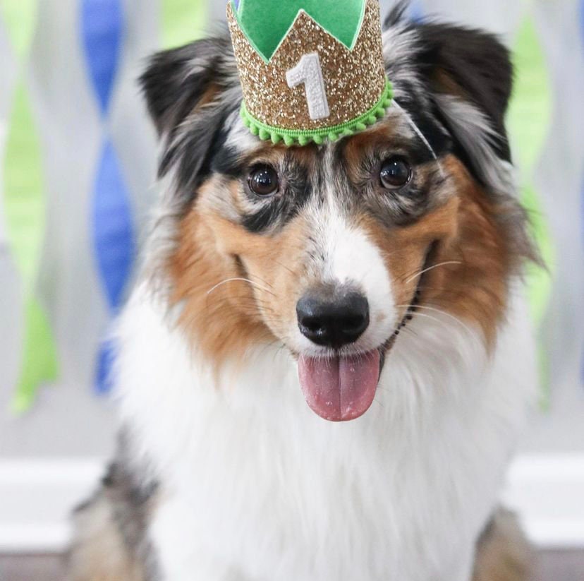 Dog Birthday Crown Pet Birthday Crown Dog Crown Pet | Etsy Canada