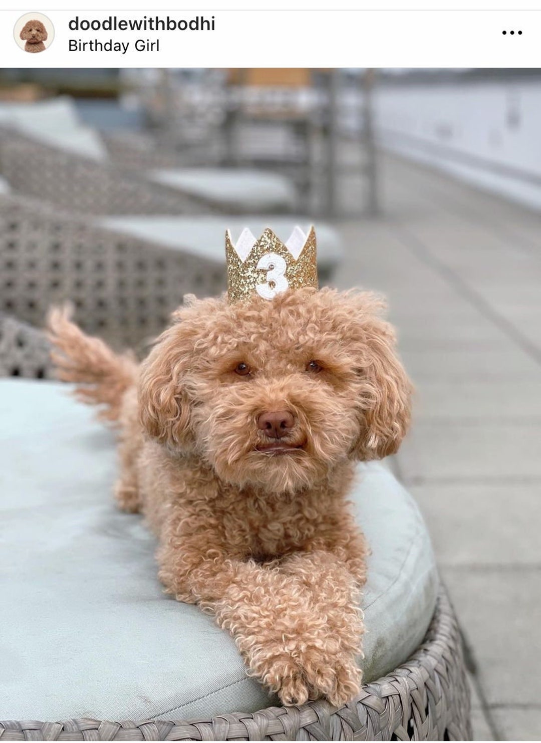 Dog Birthday Crown Pet Birthday Crown Dog Crown Pet Crown Dog Party Hat ...