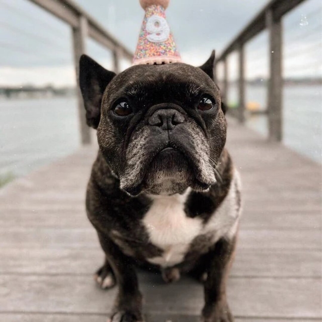 Pet Party Hat | Dog Birthday Party Hat | Dog Party Hat | Dog Birthday ...