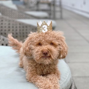 Dog Birthday Crown | Pet Birthday Crown | Dog Crown | Pet Crown | Dog ...