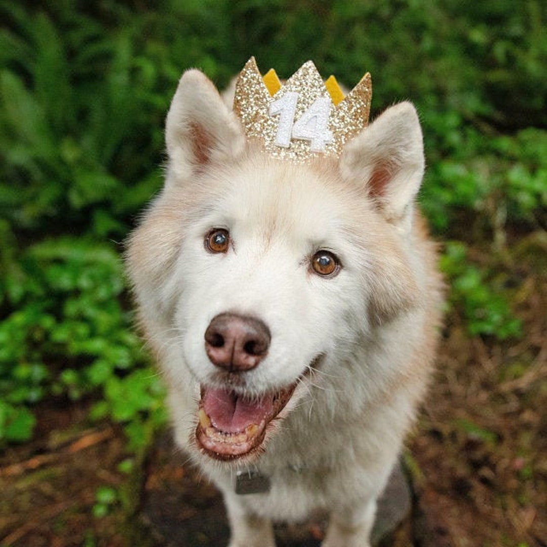Dog Birthday Crown | Pet Birthday Crown | Dog Crown | Pet Crown | Dog ...