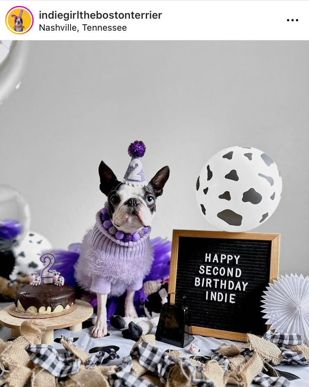 Pet Party Hat | Mini Cat Birthday Party Hat | Mini Cat Party Hat | Dog ...