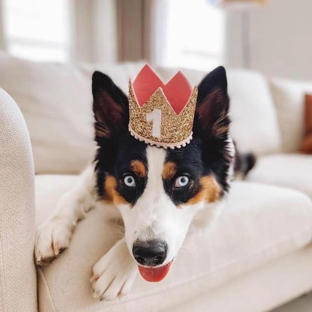 Dog Birthday Crown | Pet Crown Any Age | Gold and Choose Color - Etsy