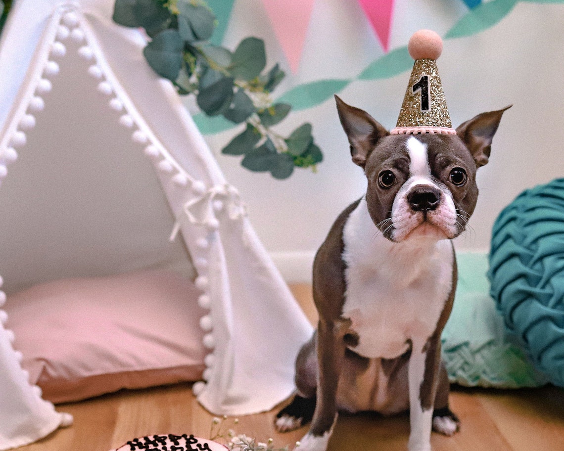 Pet Party Hat Dog Birthday Party Hat Dog Party Hat Dog - Etsy