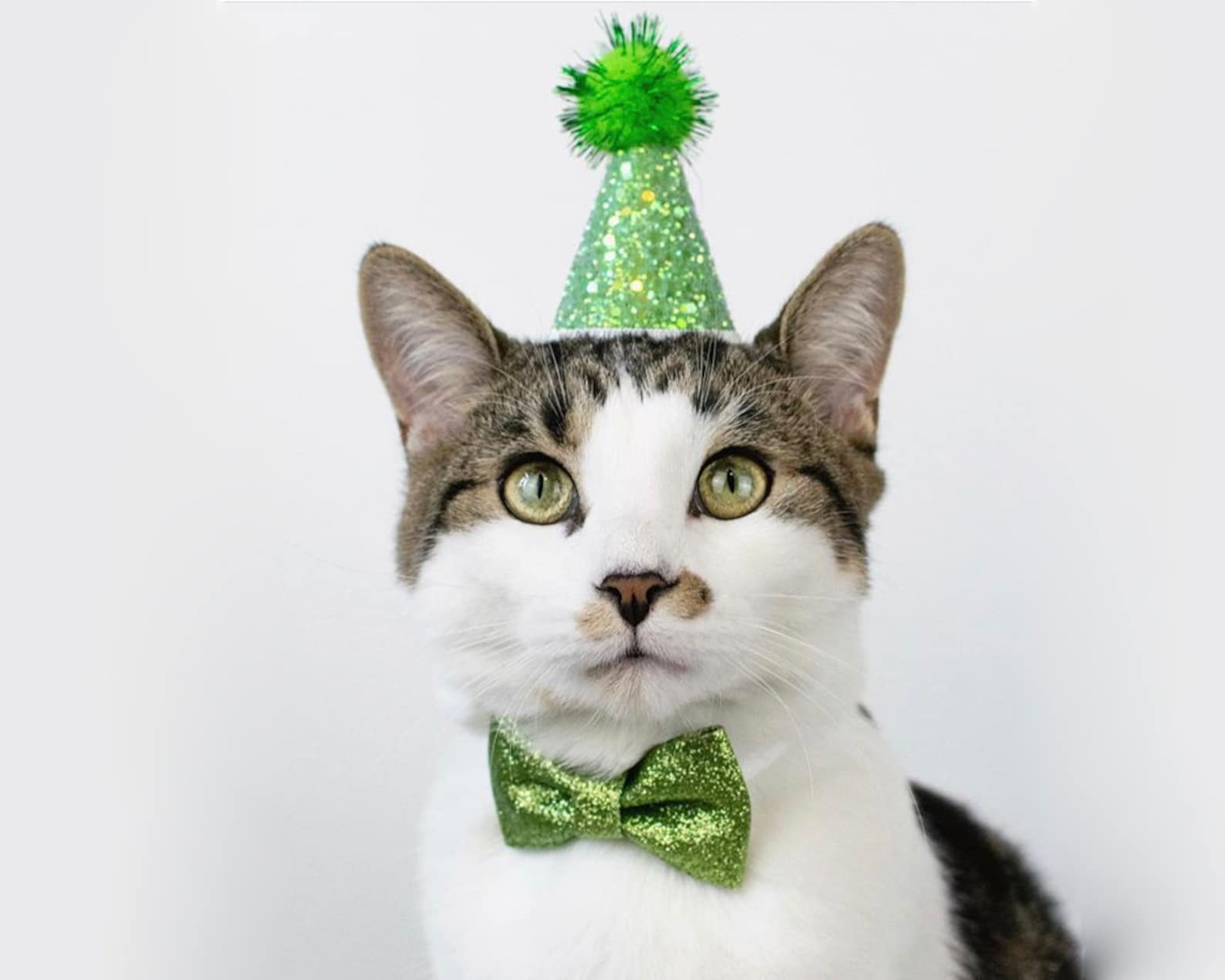 Pet Party Hat Mini Cat Birthday Party Hat Mini Cat Party - Etsy
