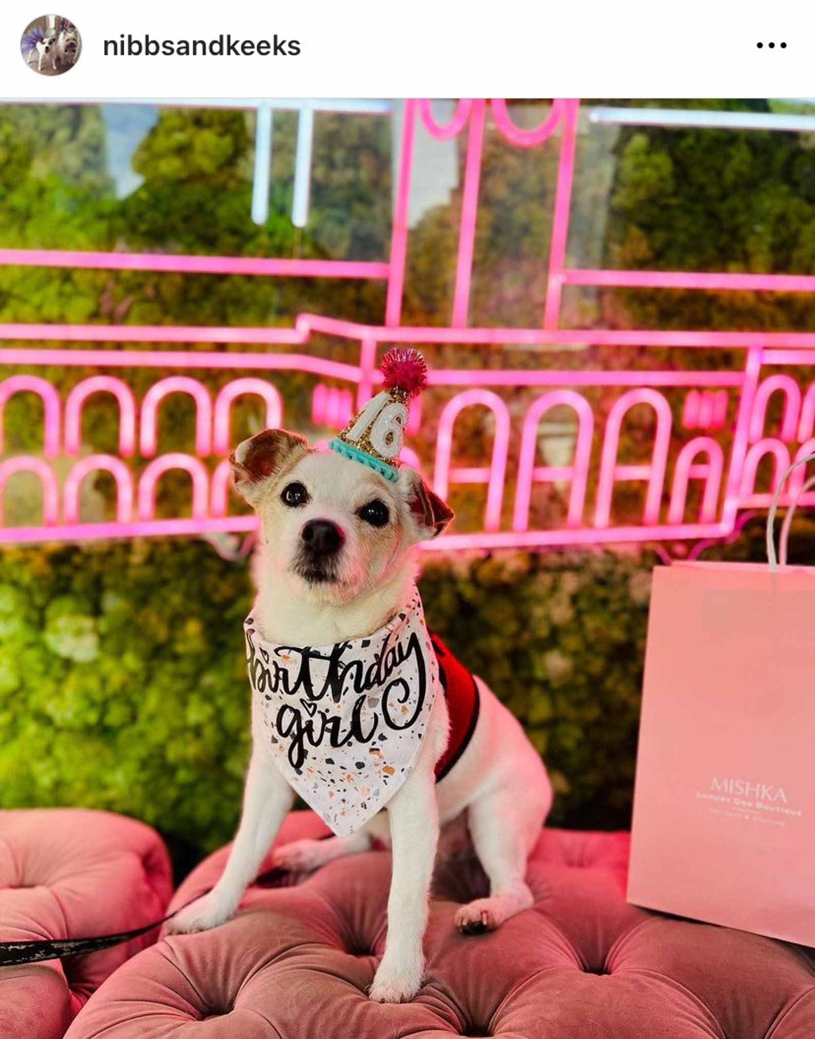 Pet Party Hat Mini Dog Birthday Party Hat Mini Dog Party Hat Cat ...