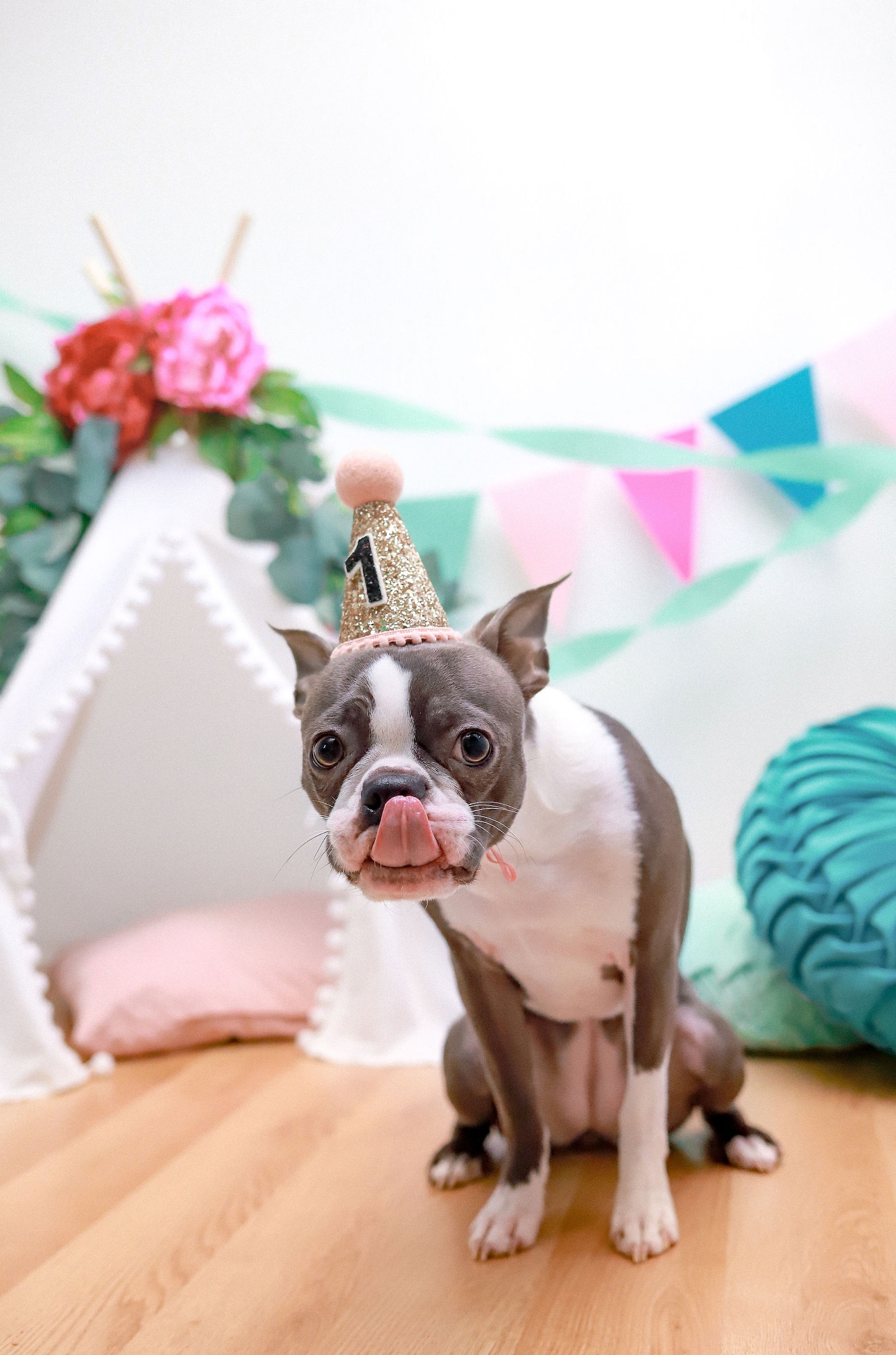 Pet Party Hat Dog Birthday Party Hat Dog Party Hat Dog - Etsy
