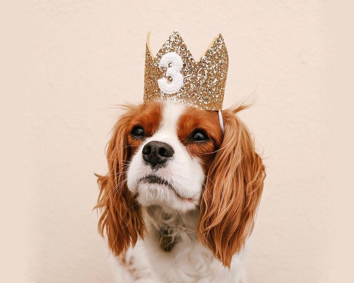 Dog Birthday Crown Pet Birthday Crown Dog Crown Pet | Etsy
