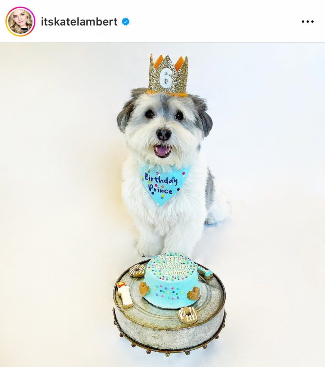 Dog Birthday Crown Pet Birthday Crown Dog Crown Pet Crown Dog Party Hat ...