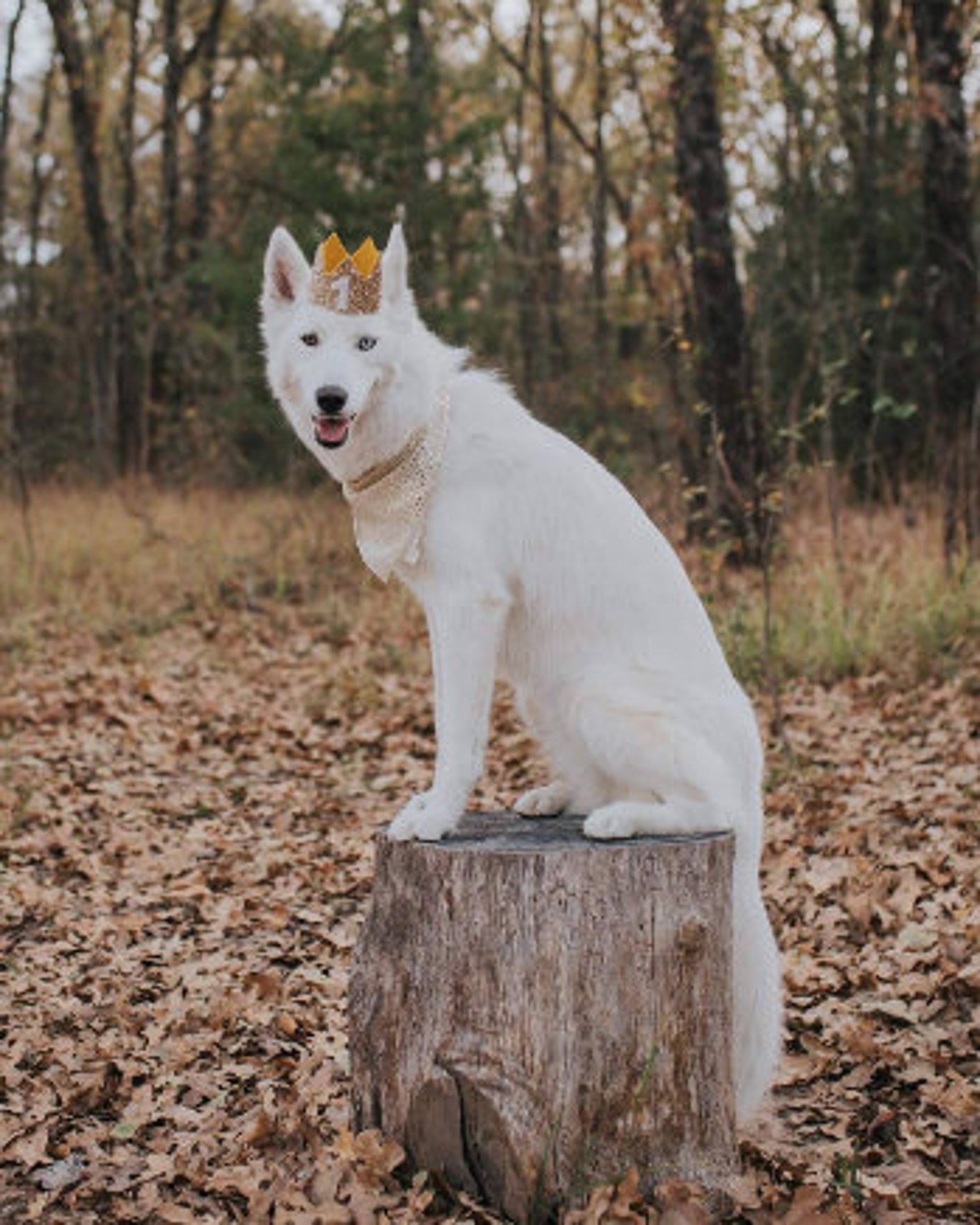 Dog Birthday Crown Pet Birthday Crown Dog Crown Pet | Etsy