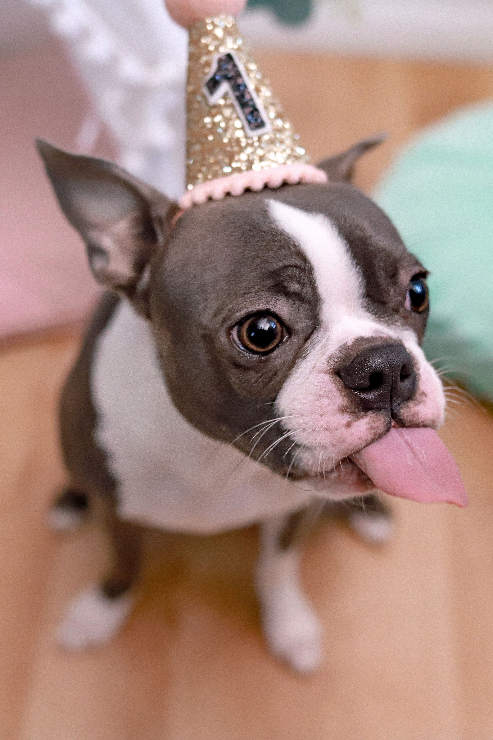 Pet Party Hat Dog Birthday Party Hat Dog Party Hat Dog | Etsy