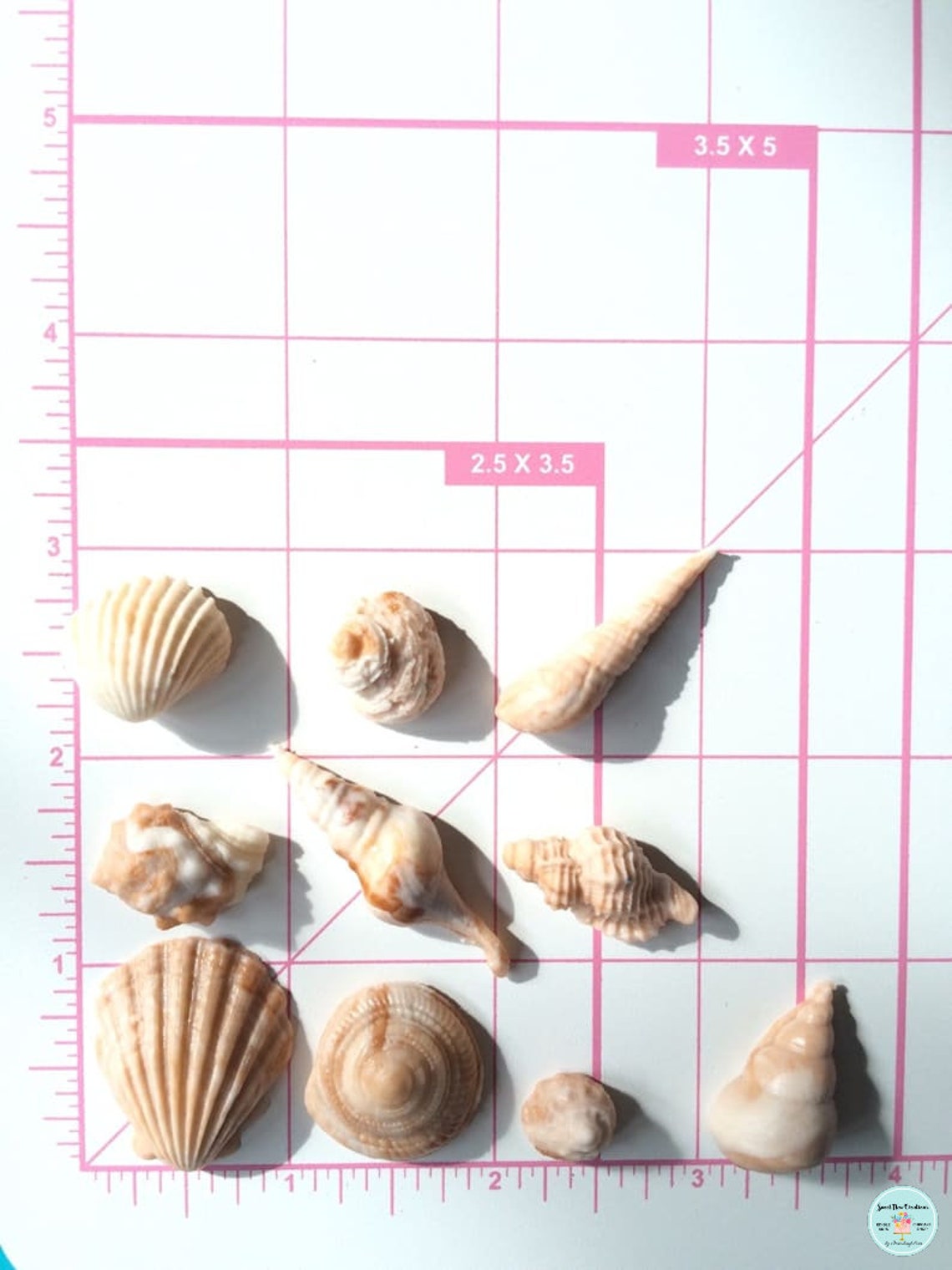 Sea Shell Fondant Topper 50pcs Bright Color Mermaid Under the Sea Beach ...