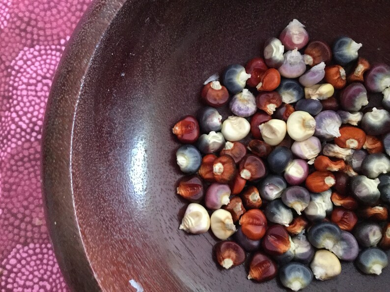 Mixed Color Corn Seeds - Etsy
